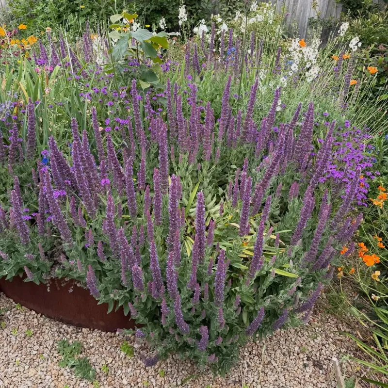 Spanyol Macskamenta › Nepeta Tuberosa virágmag