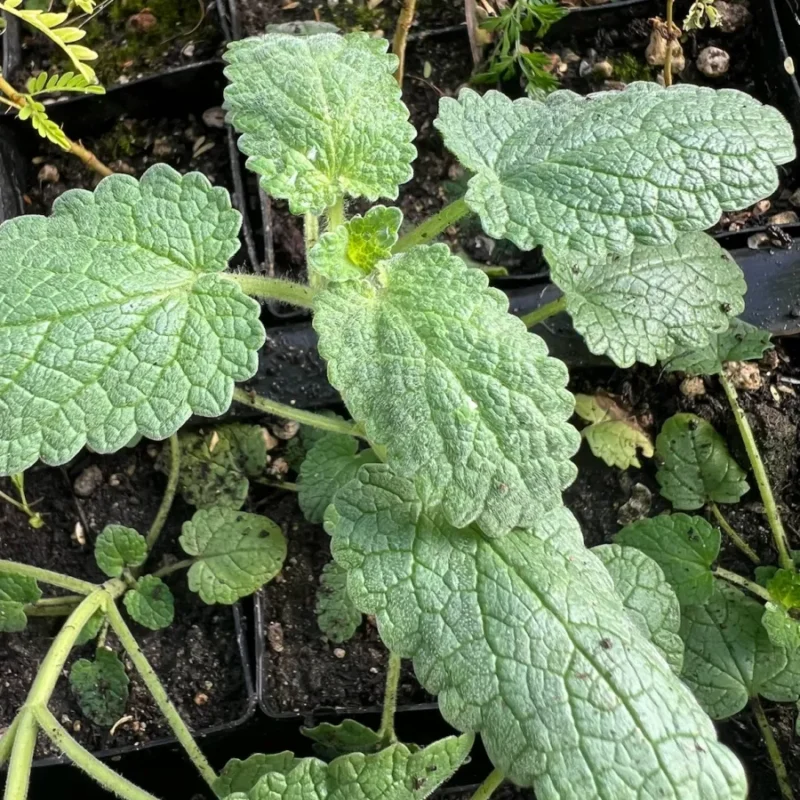 Spanyol Macskamenta › Nepeta Tuberosa virágmag